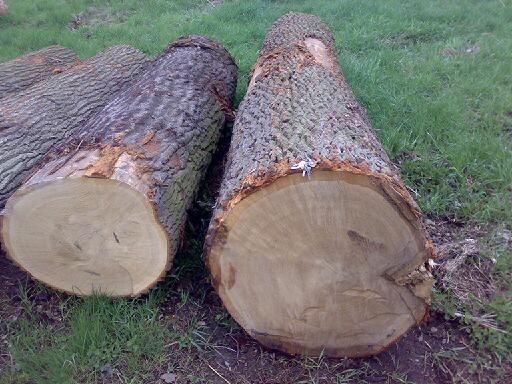 Industrial wood, pulpwood